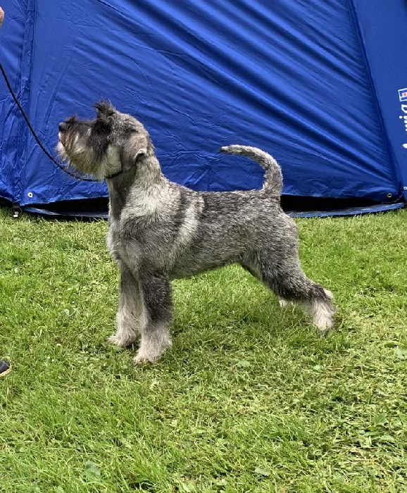 Våra valpar :: Alertandbrave